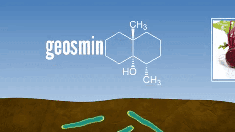 Dari Mana Asalnya Bau Hujan? | Geografi Kelas 10